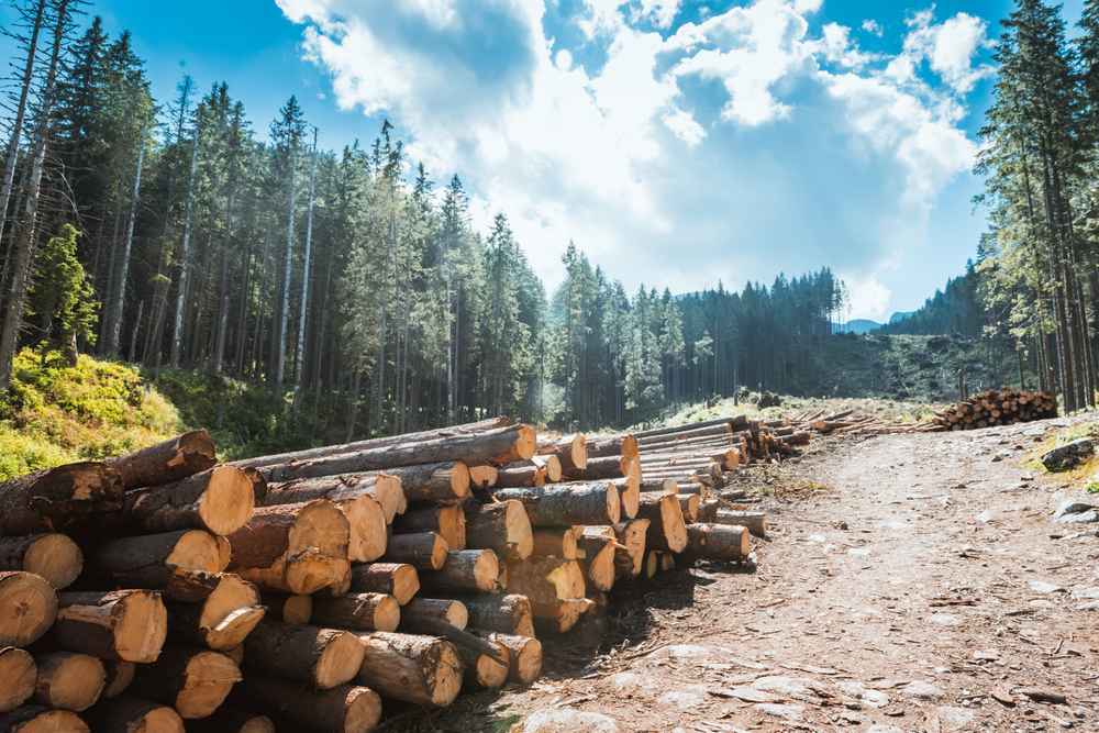 NPS looks to timberland for diversification, ESG benefits | Pension ...
